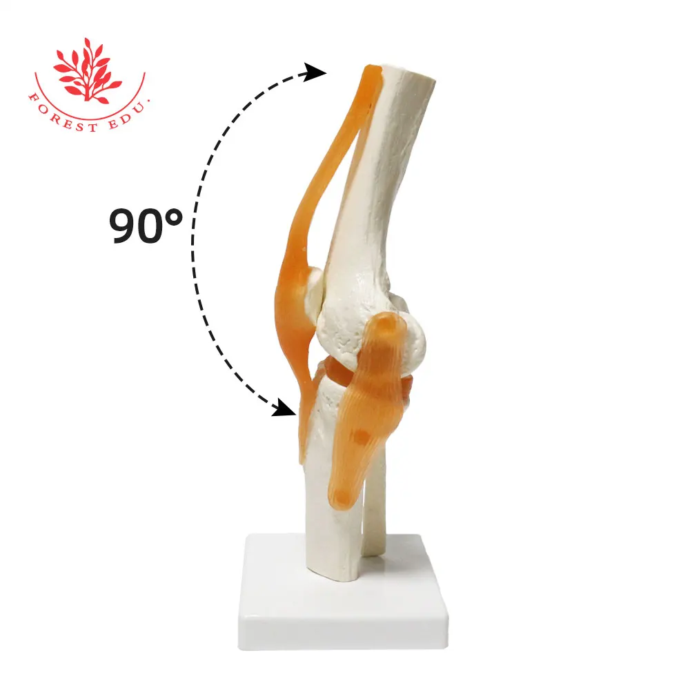Knee-Joint-Model-FRT029-Teaching-Resources-Flexible-Life-Size-Bone-with ...