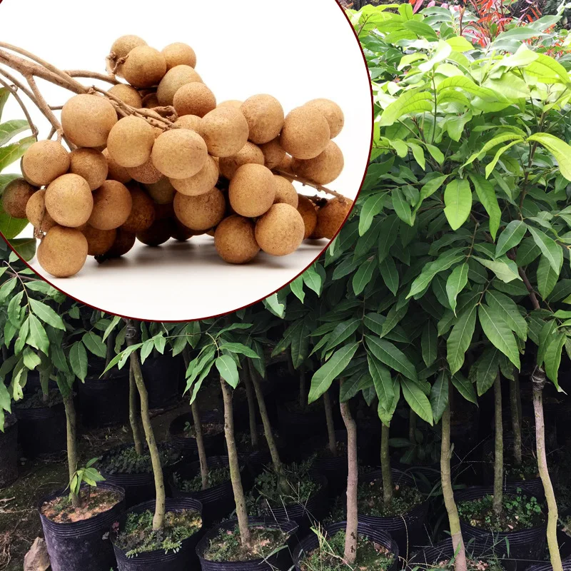 Garden-Plants-Fruit-Trees-Potted-Four-Season-Longan-Seedlings-Wholesale ...
