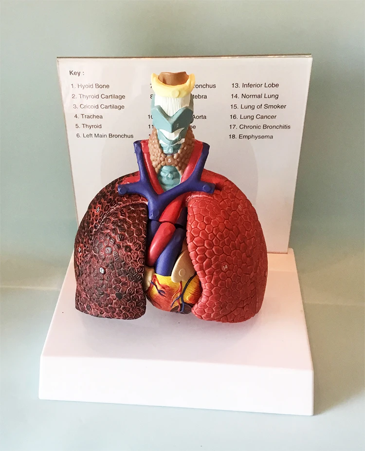 Everything You Need to Know About the Paper Larynx Model for Medical ...