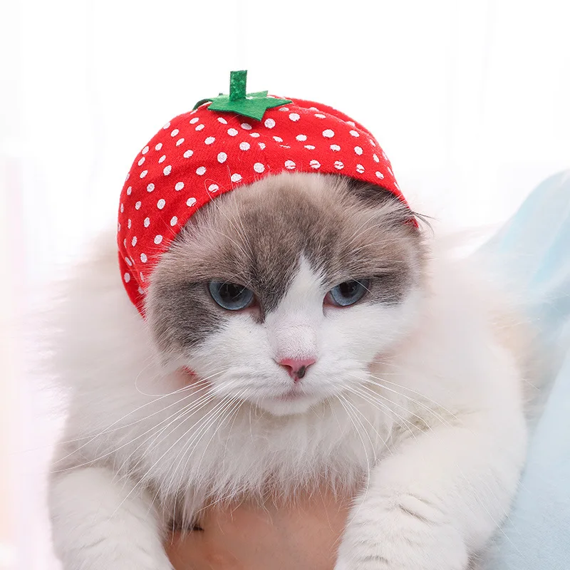 Cats Wearing Fruit Hats
