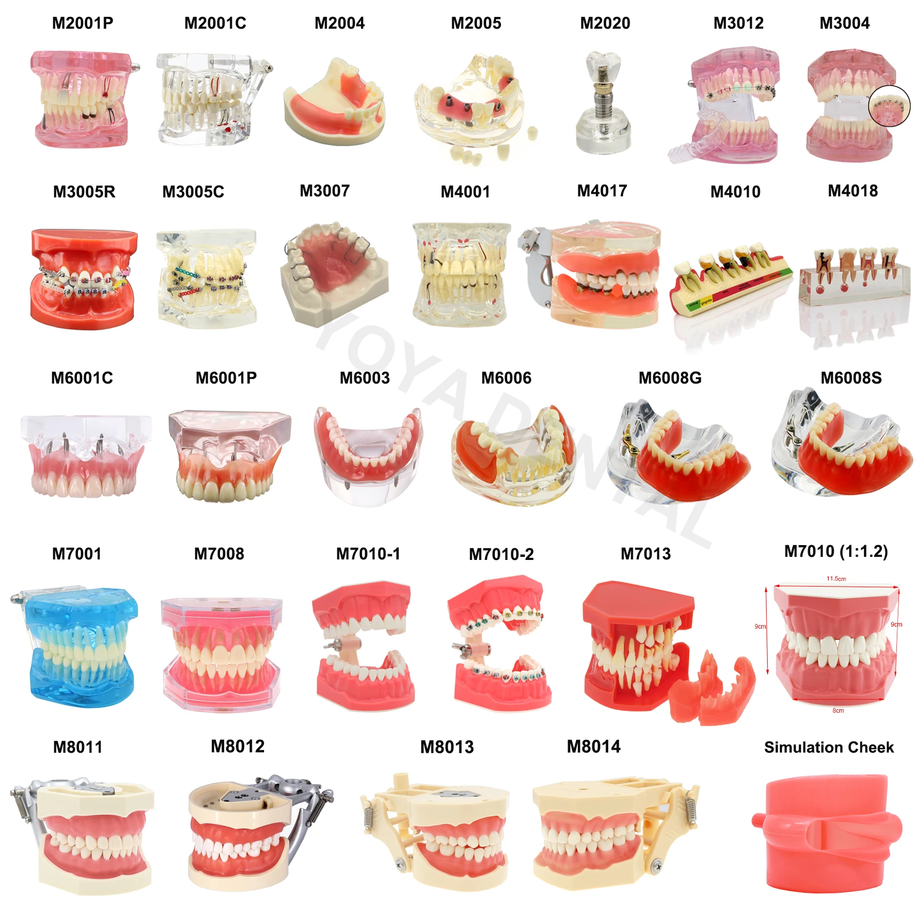 Multiple-Types-Dental-Model-Teeth-Dental-Teaching-Models-Study ...