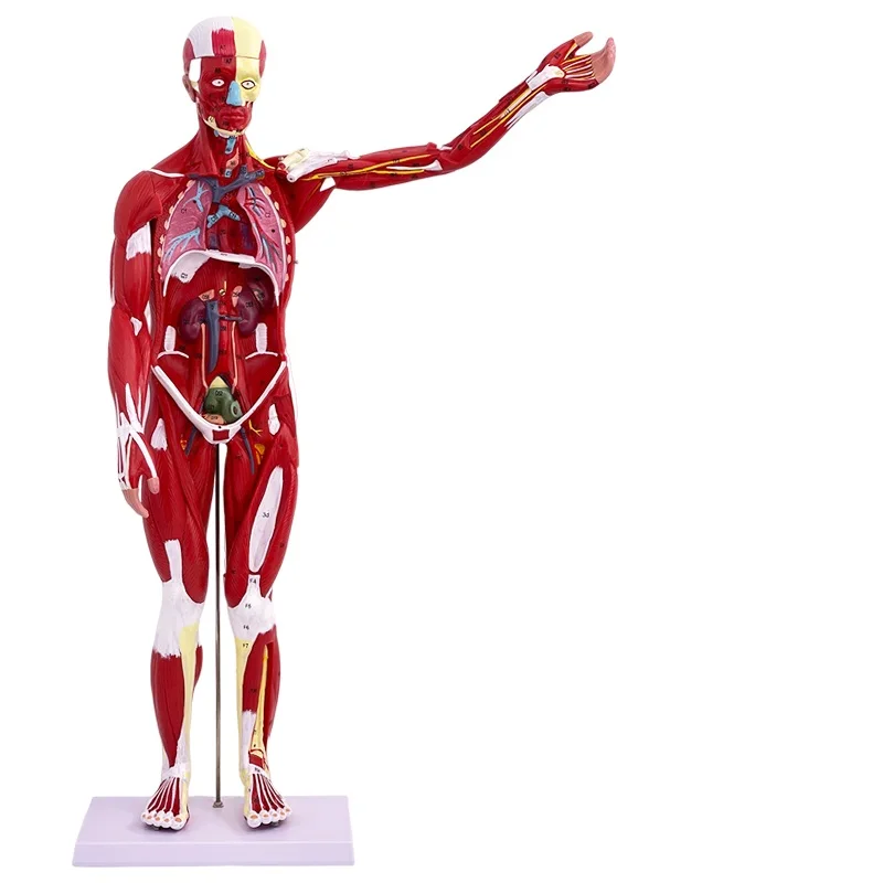 80CM-HUMAN-MUSCLE-MODEL-MALE-27-PARTS-With-Internal-Organs-Adult ...