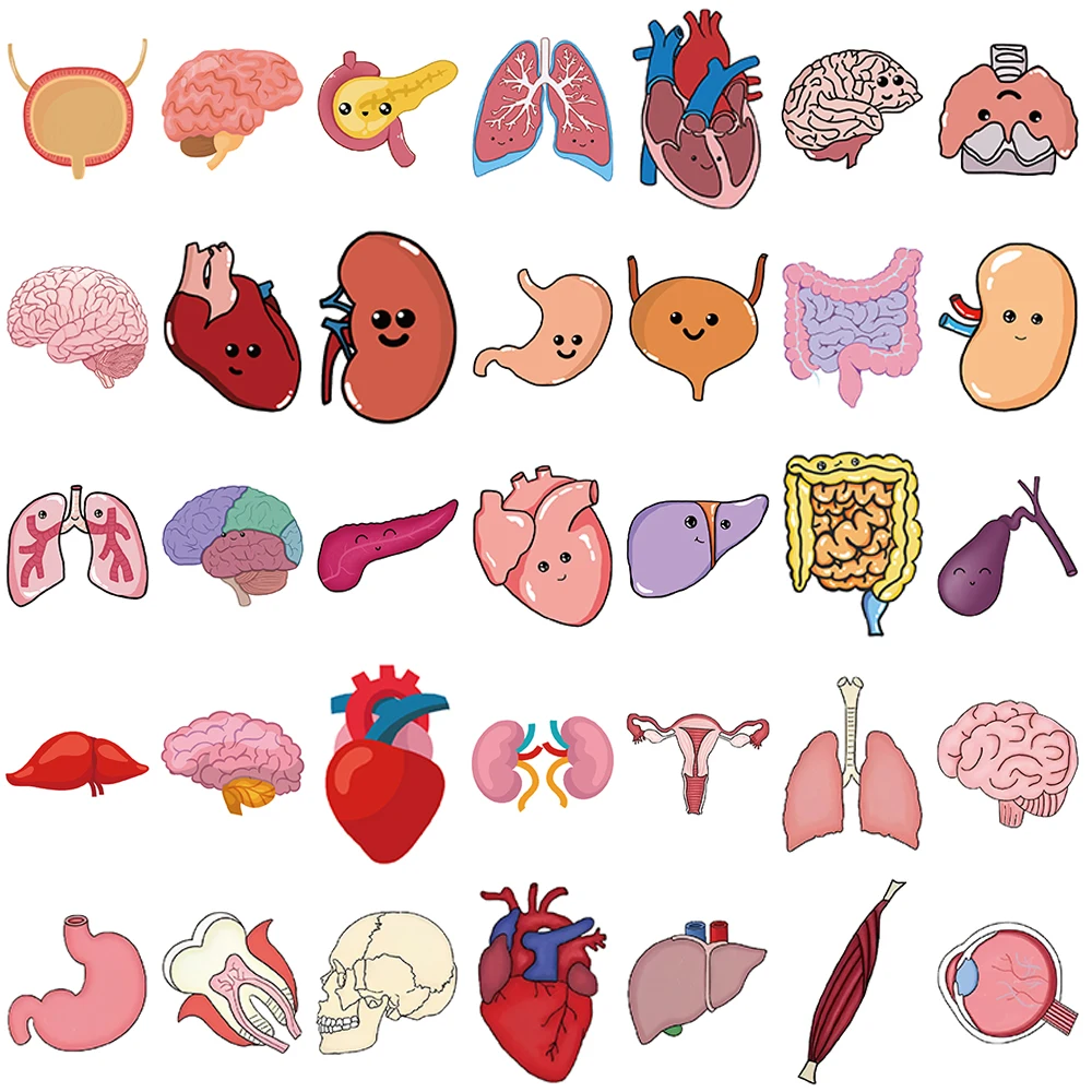 Shop Generic 10/65pcs Cartoon Human Body Organ Stickers Waterproof ...
