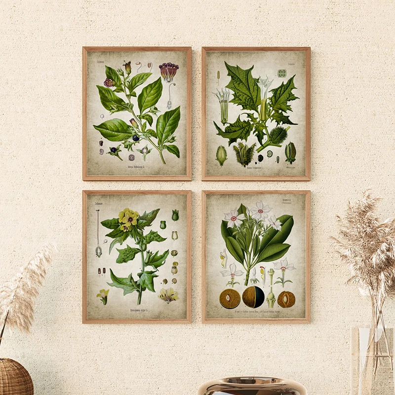 Vintage Botanical Poster Prints Deadly Nightshade Retro Halloween ...
