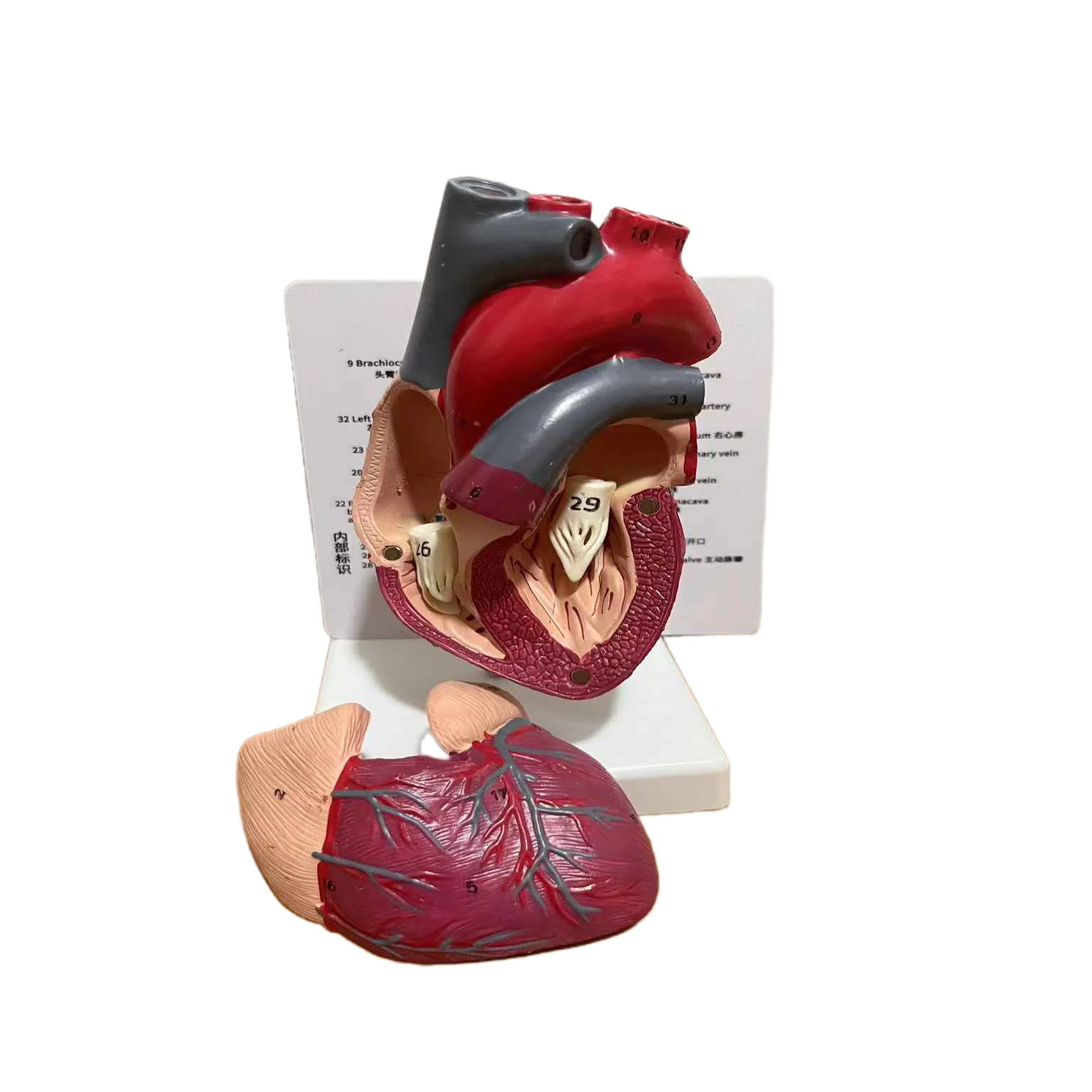 Human Heart Model, 2-Part Deluxe Life Size Human Heart Replica With 34 ...