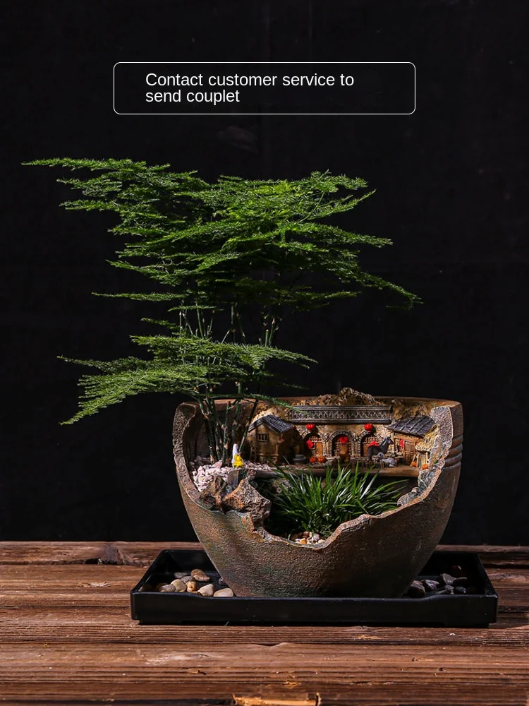 Asparagus Fern Bonsai