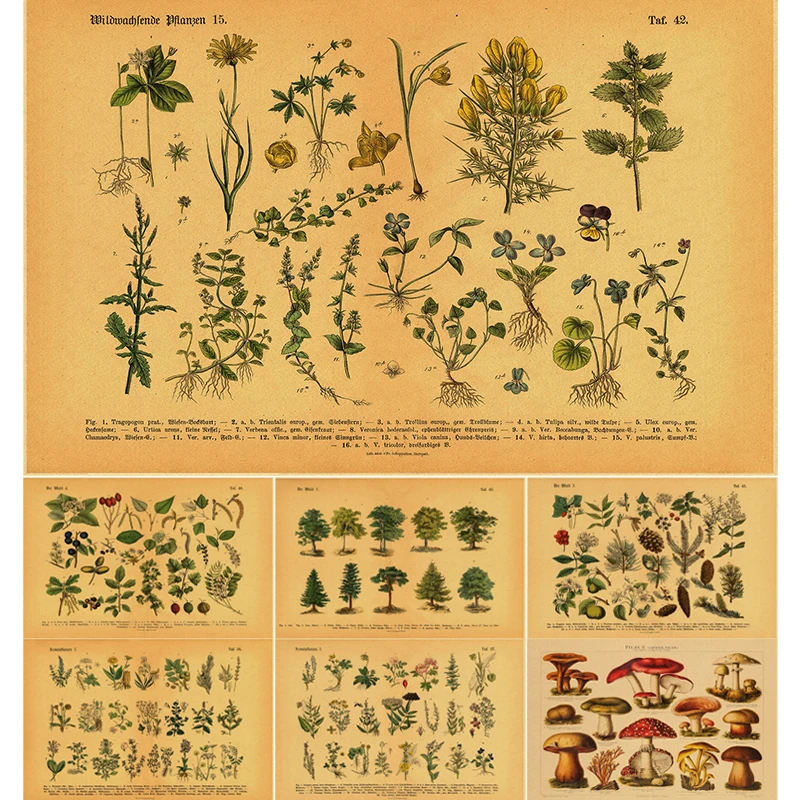 Kitchen-Botany-Poster-Medicinal-Herb-Plants-Retro-Prints-Botanical ...