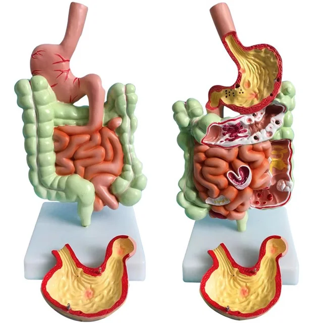 Stomach Intestine Anatomy