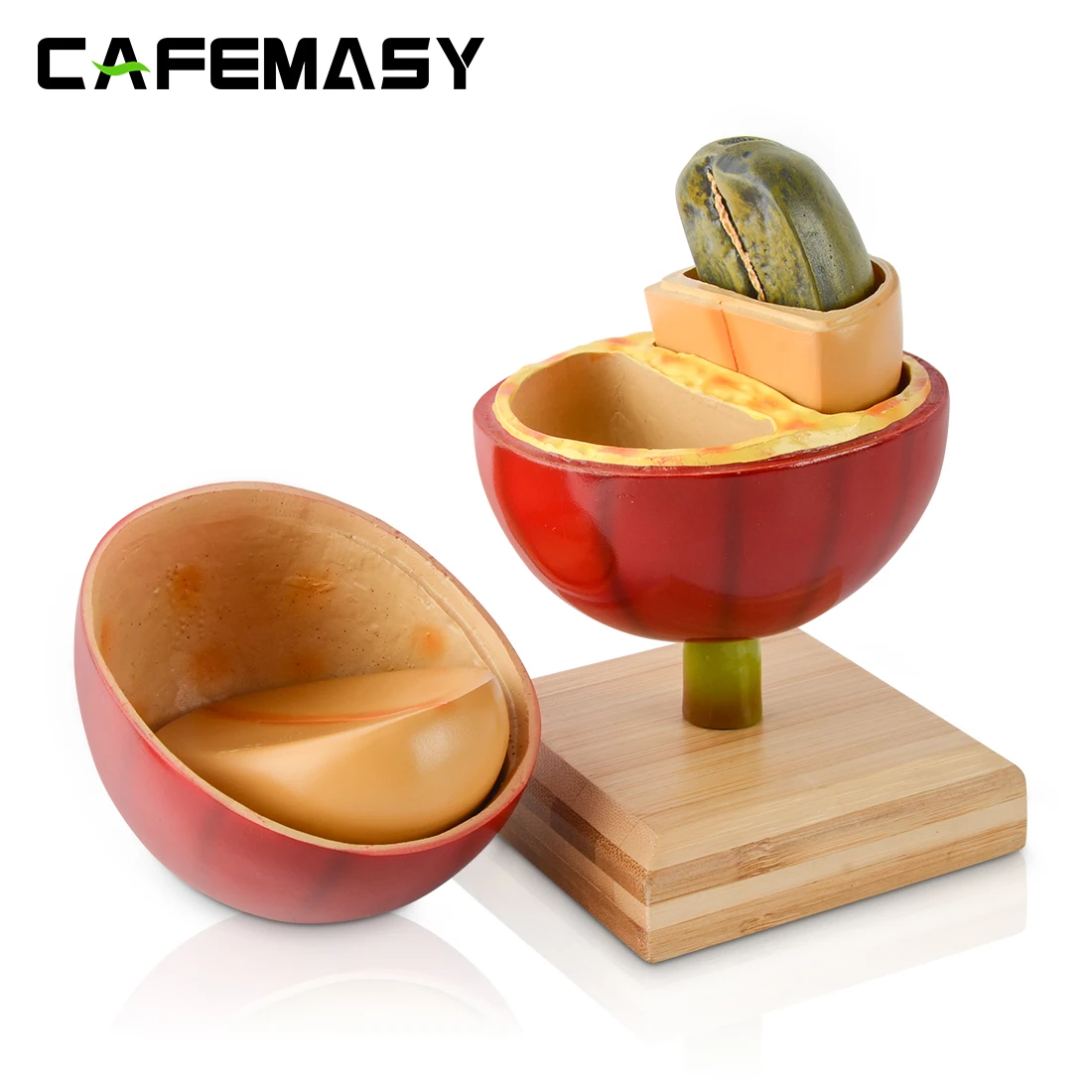 CAFEMASY-Artificial-Coffee-Bean-Detachable-Coffee-Bean-Teaching-Model ...