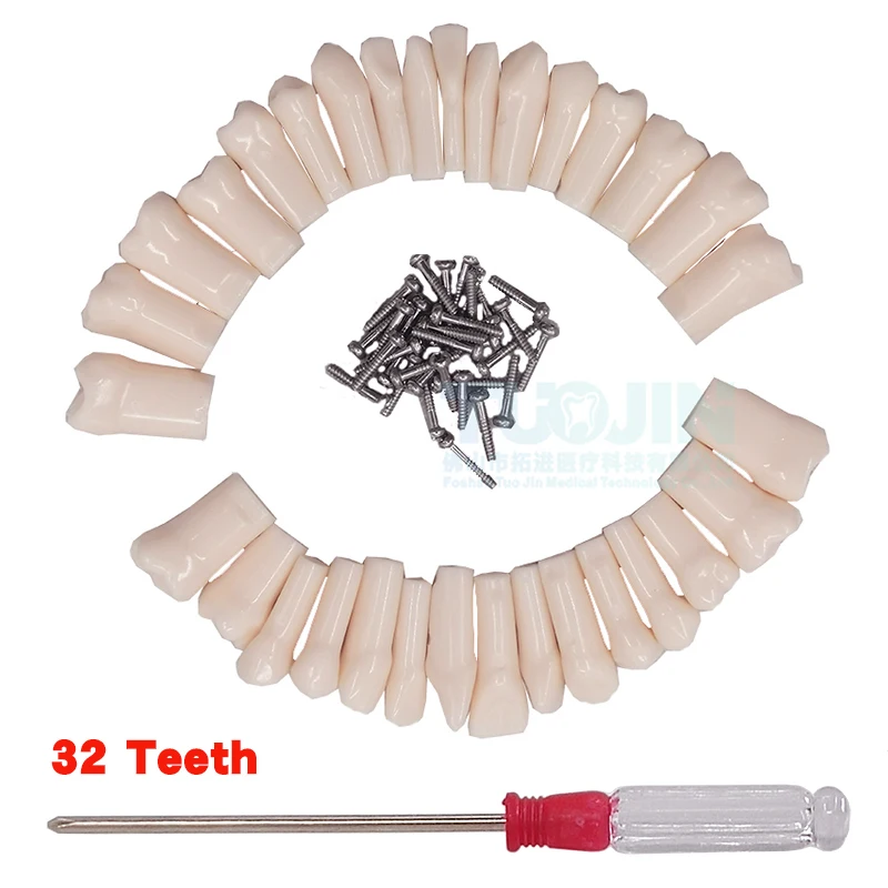 Dental-Resin-Teeth-Typodont-Model-32-Removable-Screw-Fixed-Tooth ...