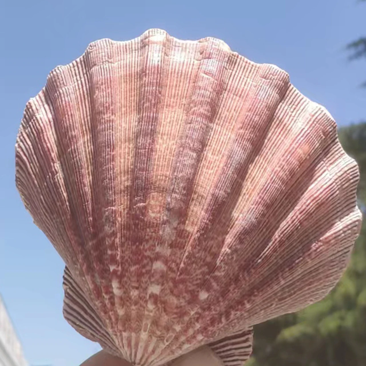 Natural-Large-Shell-Conch-Colored-Fan-Shell-Fish-Tank-Landscape ...