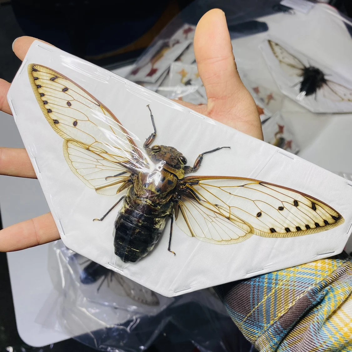 Real-Cicada-Specimens-Tosena-Splendida-Beetle-Real-Insect-Ornaments ...