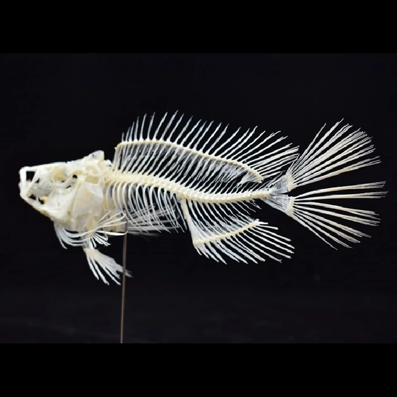 2043-Original-Fishbone-Tabletop-Bone-Ornaments-Gothic-Style-Bone ...