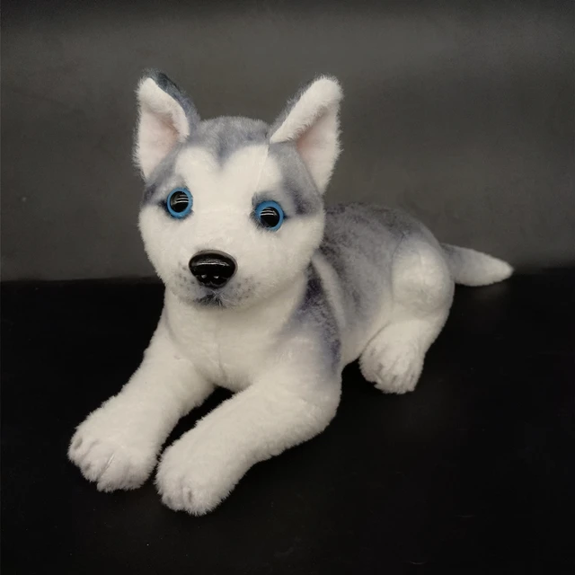 Cute Gray Husky Puppies