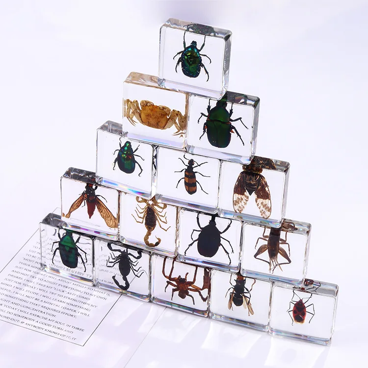 New-Square-Resin-Insect-Specimen-Toys-Creative-Students-Cognitive ...