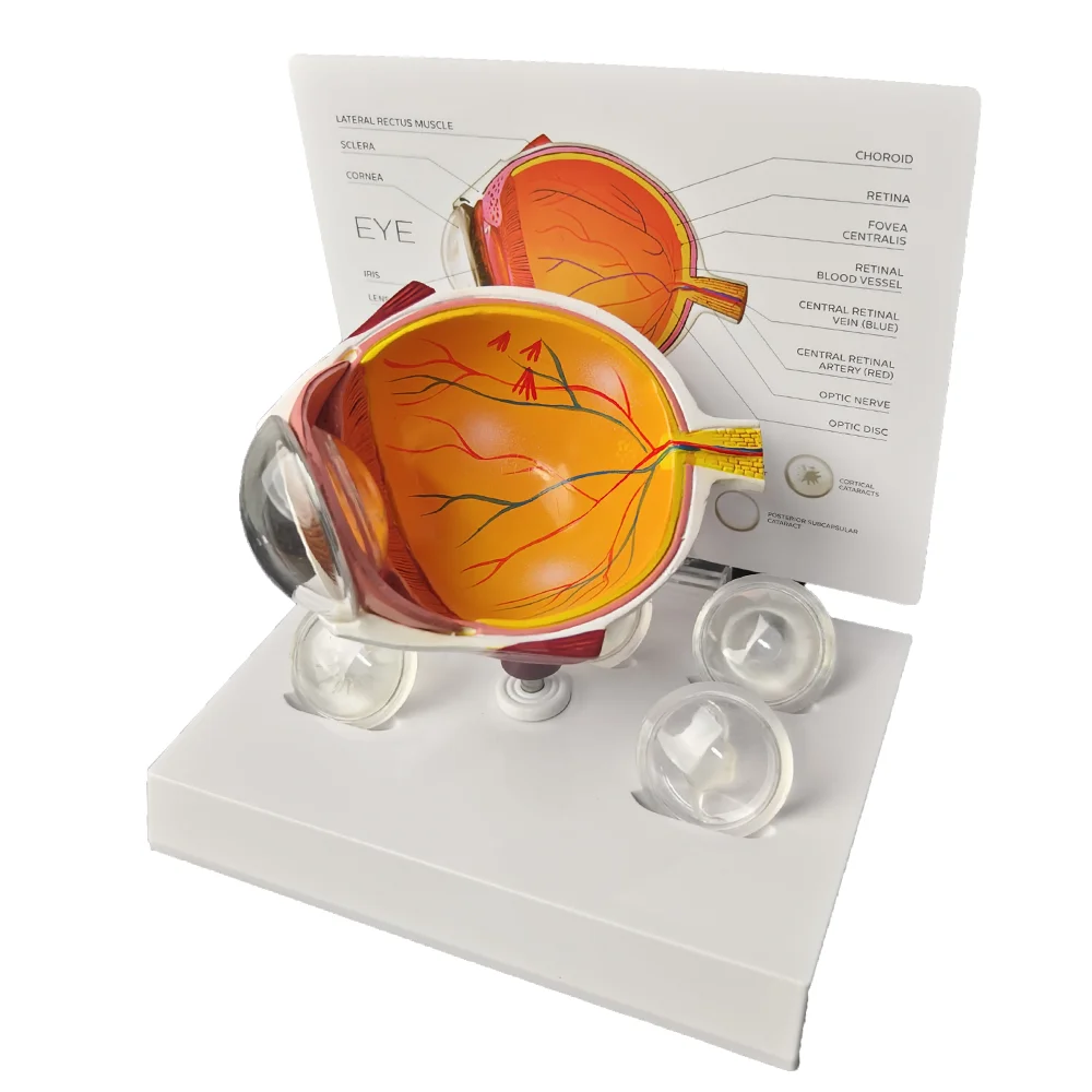 Fovea Centralis Eye Model