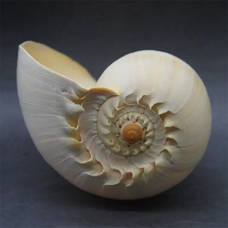17-22cm Natural Conch Shell Large Yellow Melon Shells Aquarium ...