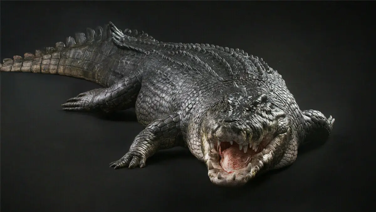 Lolong Size