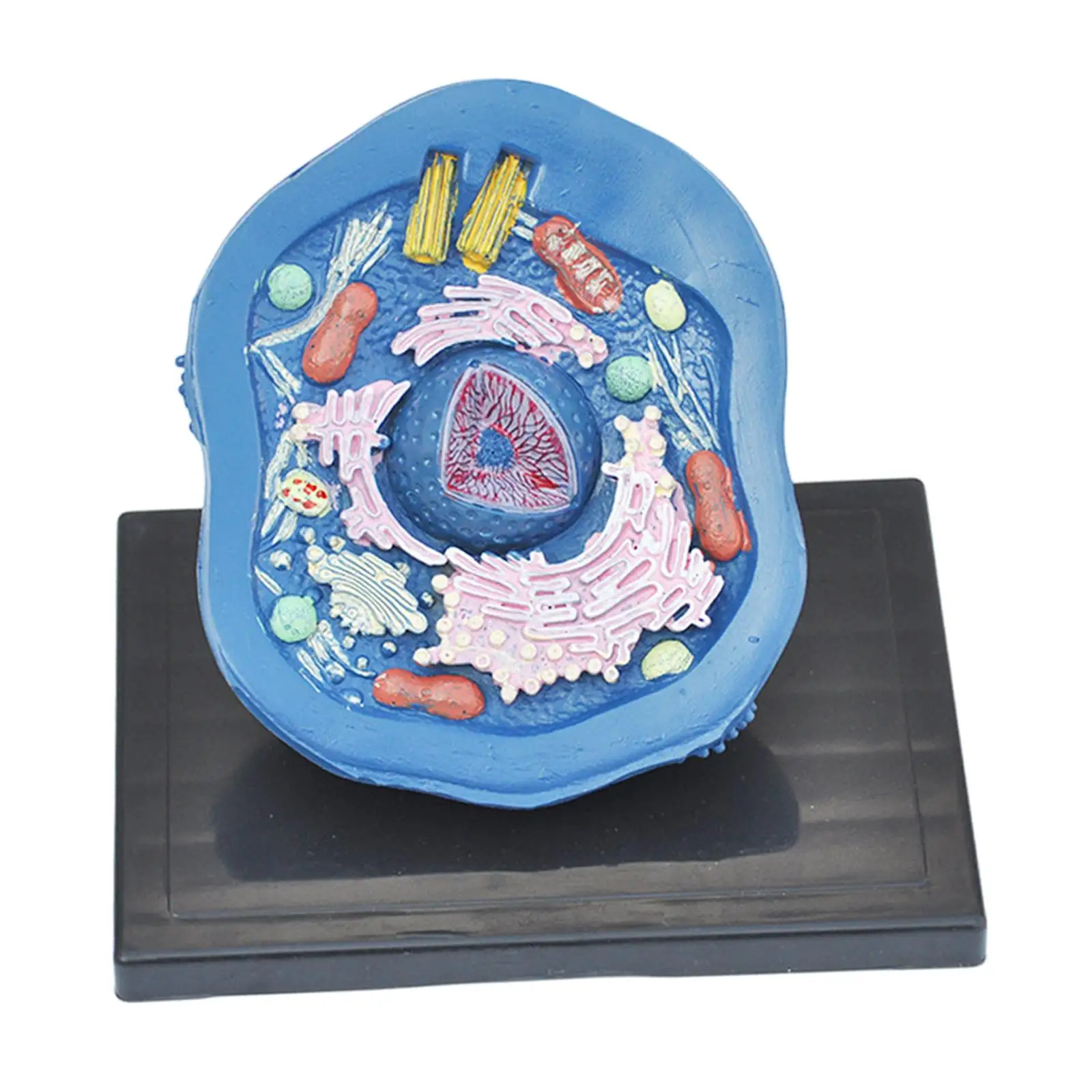 Cell Anatomy Model View All Major Organelles Educational Science Kits ...