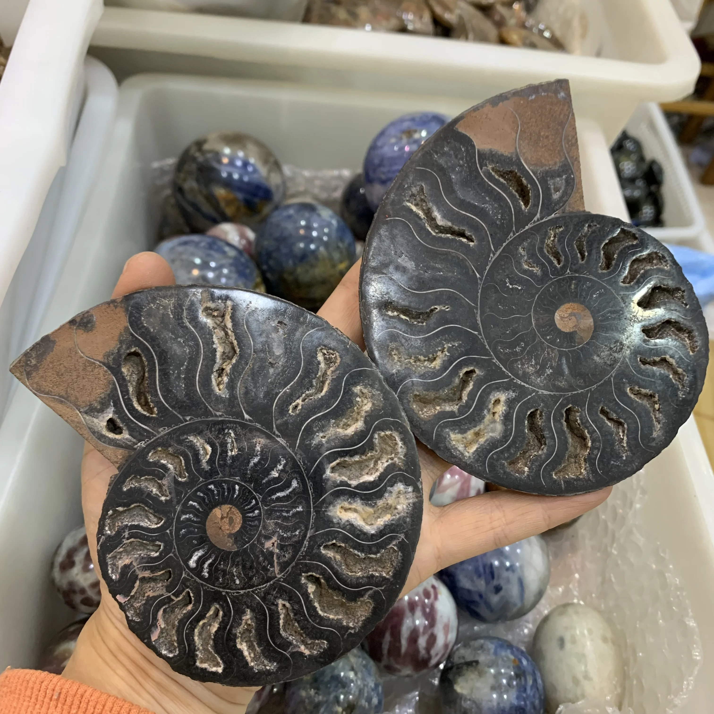250-270g-Natural-Conch-Stone-Black-Ammonite-Madagascar-Teaching ...