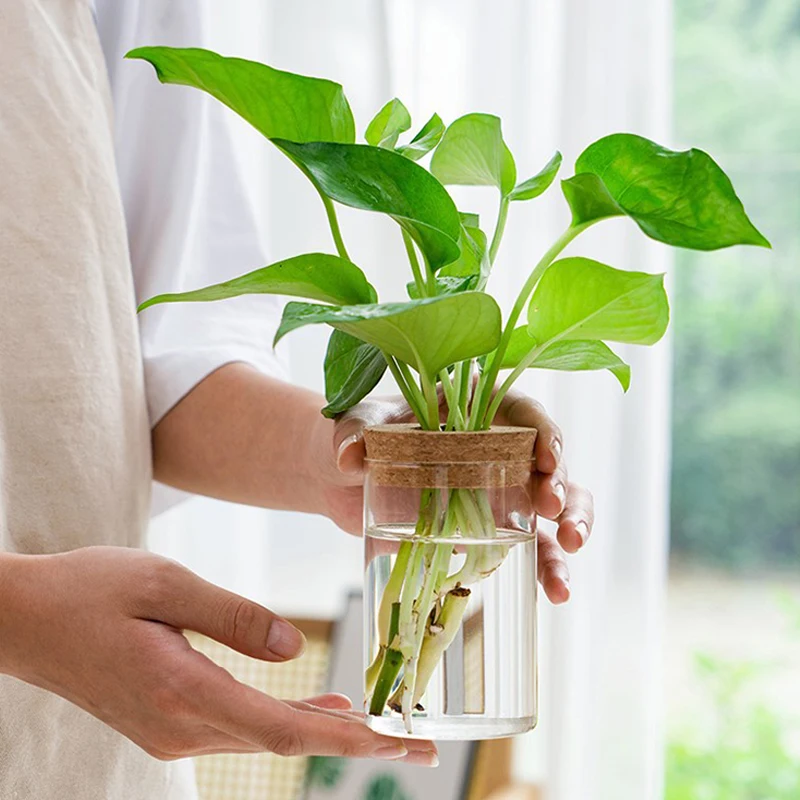 Garrafa-hidrop-nica-de-vidro-transparente-Desktop-Ecol-gico-Green-Plant ...