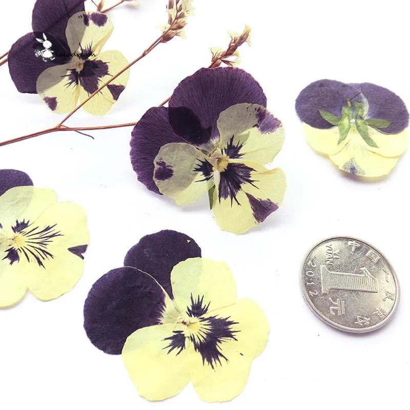 10pcs/lot Two color sweet violet Small dried flowers Preserved Flower ...