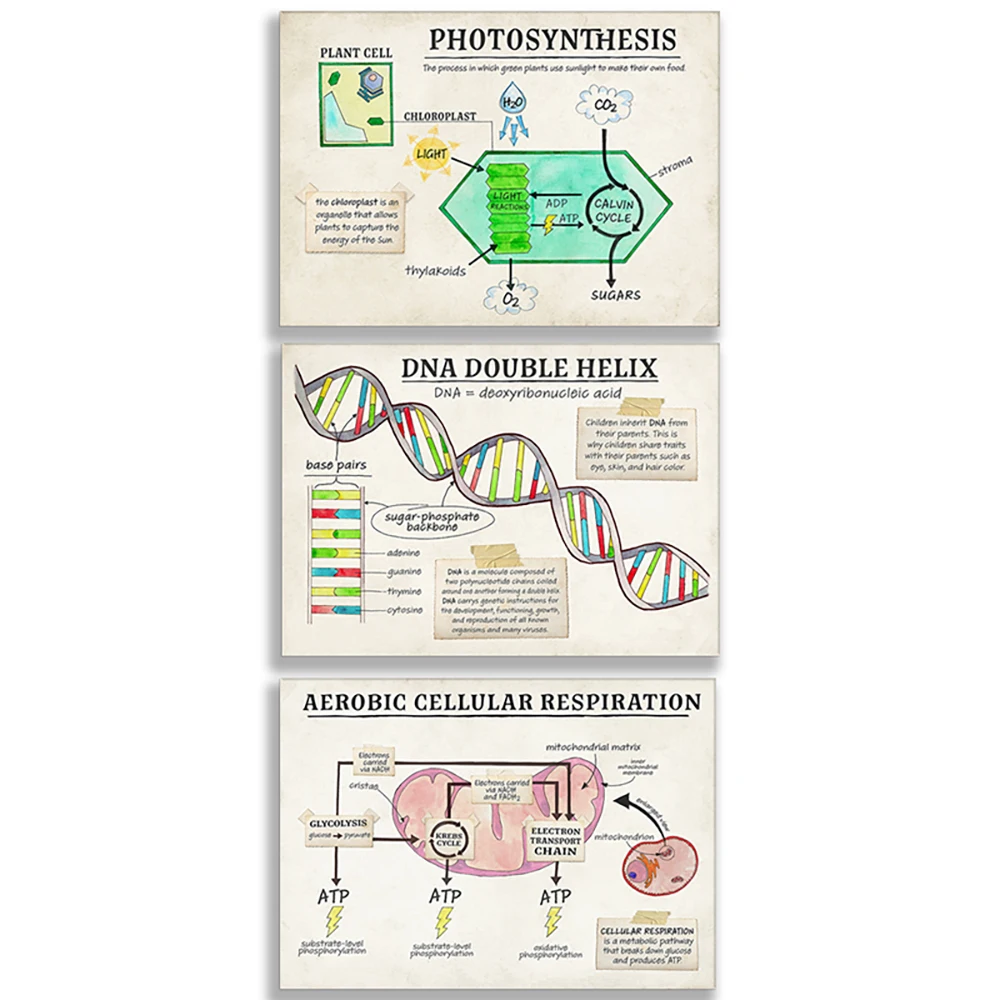 Plant Cell Respiration
