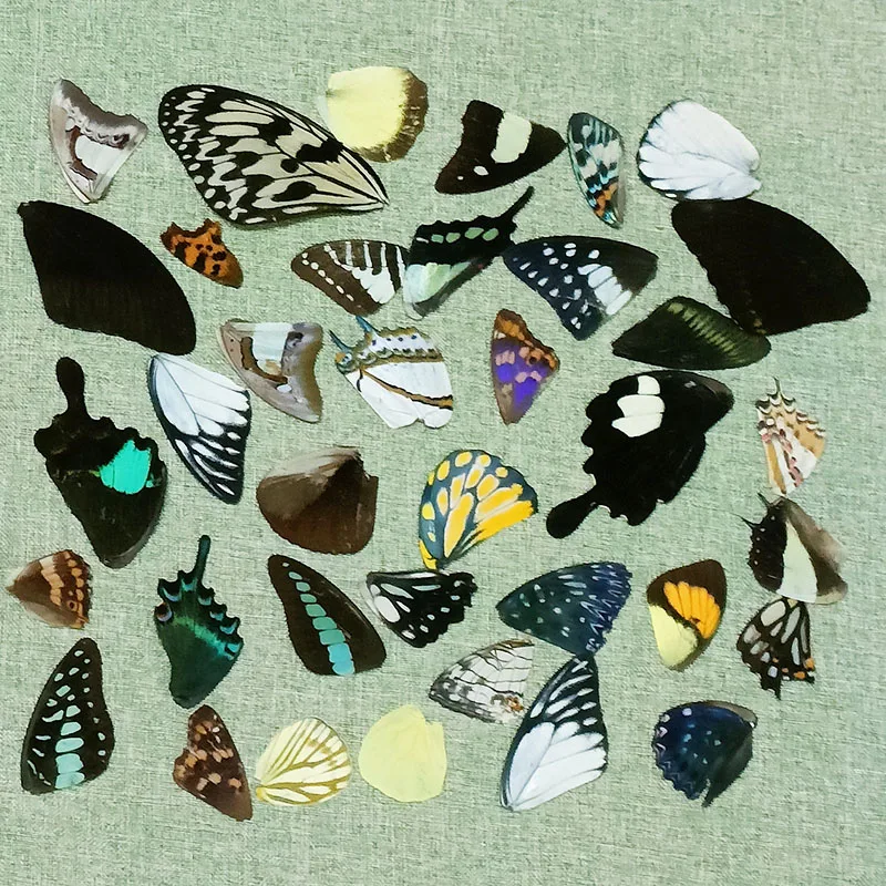 Real Monarch Butterfly Wings