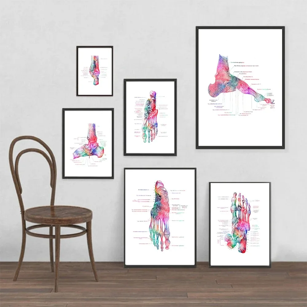 Foot-Bone-Anatomy-Artwork-Medical-Wall-Picture-Podiatry-Poster-Muscle ...