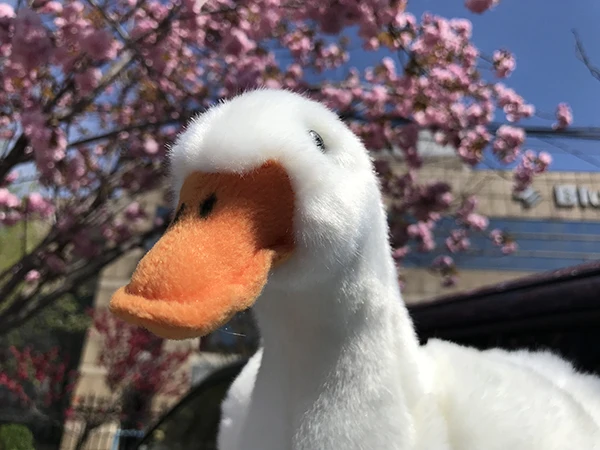 Rare Pink Duck