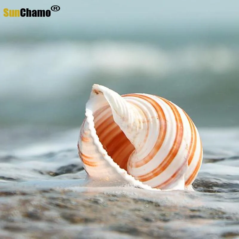 Sea Snail Shell