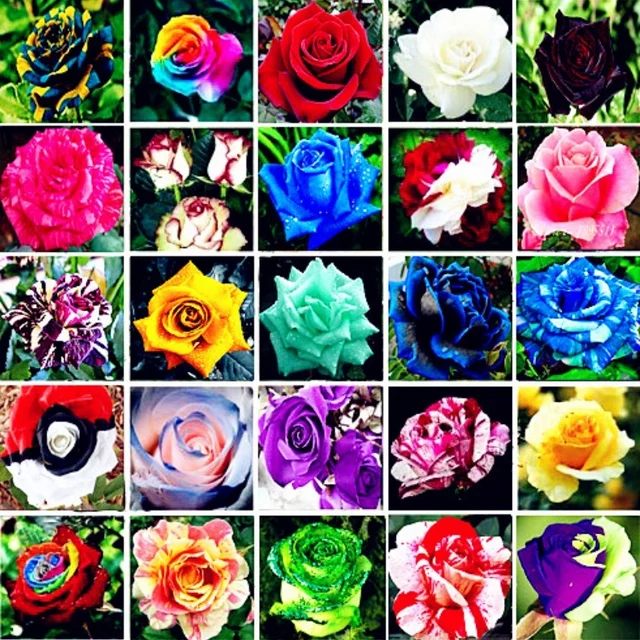 25 kinds of mix rose flower seeds – Gardening Galore