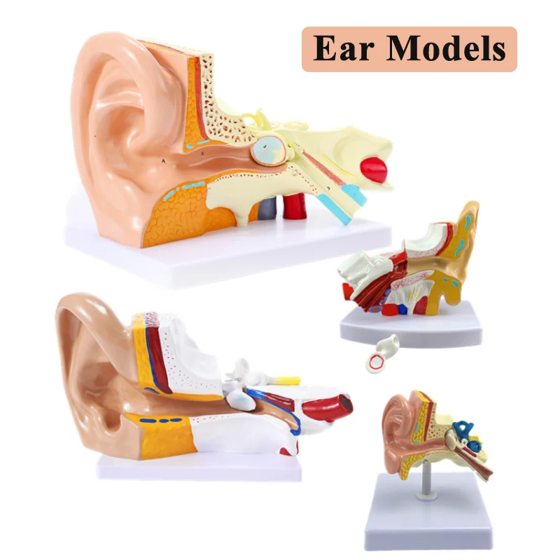 Ear-Models-Human-Ear-Anatomy-Ear-Picking-Teaching-Training-Inner-Ear ...