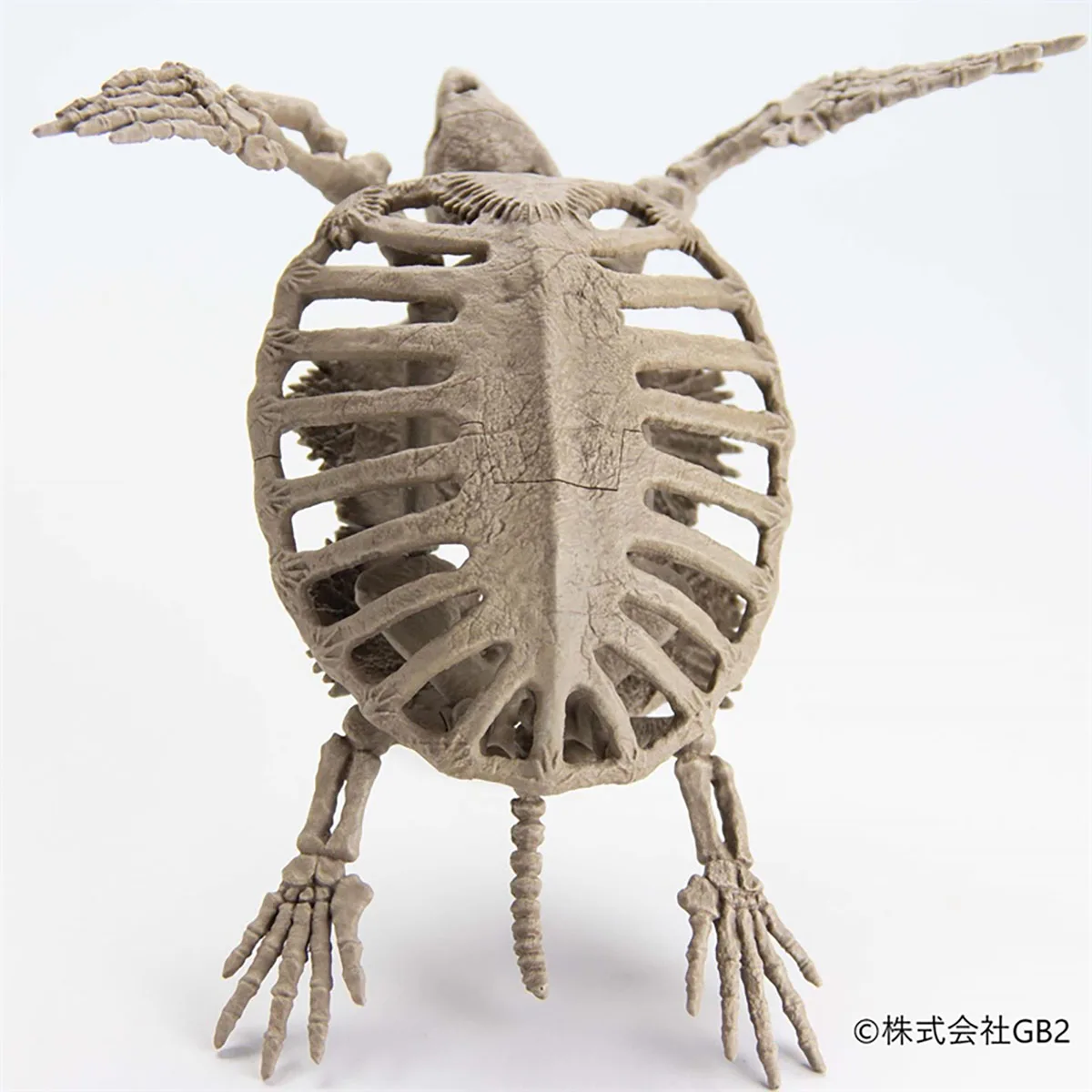 Sea Turtle Skeleton