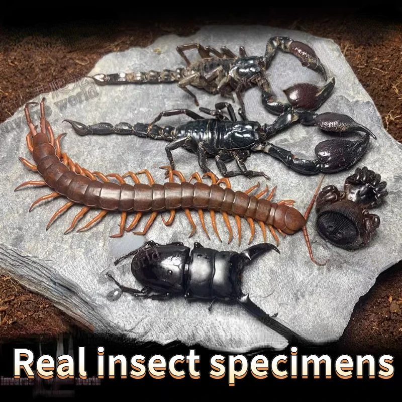 Real-Insects-Scorpion-Spider-Spade-Beetle-Specimen-Teaching-Research ...