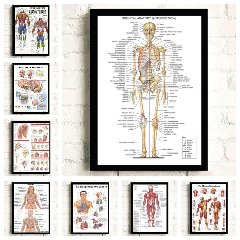 Muscle-System-Anatomy-Poster-Muscle-Human-Anatomy-Diagram-Human-Anatomy ...