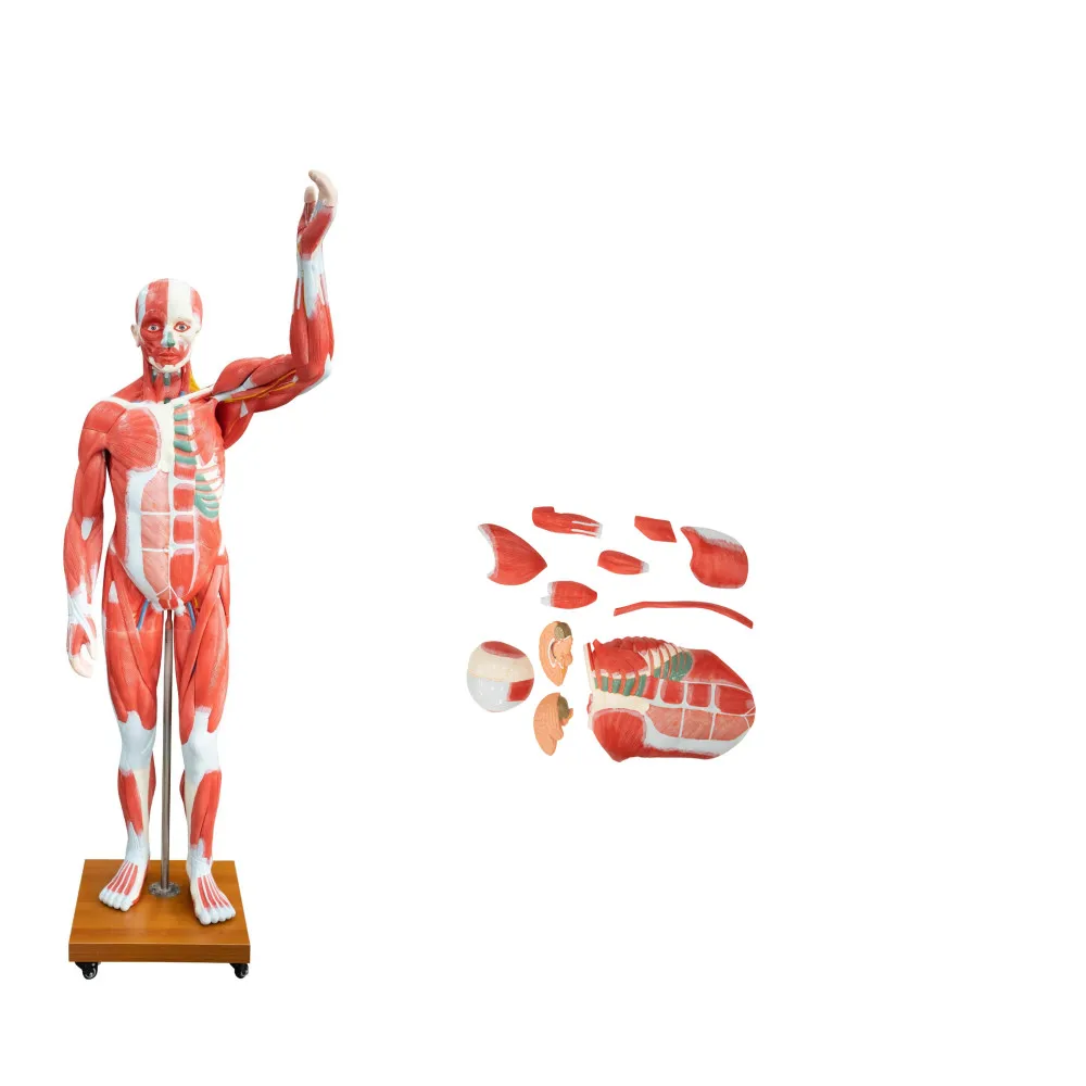 Full Human Body Muscle Anatomy Model With Inside Organs 29parts Bone ...