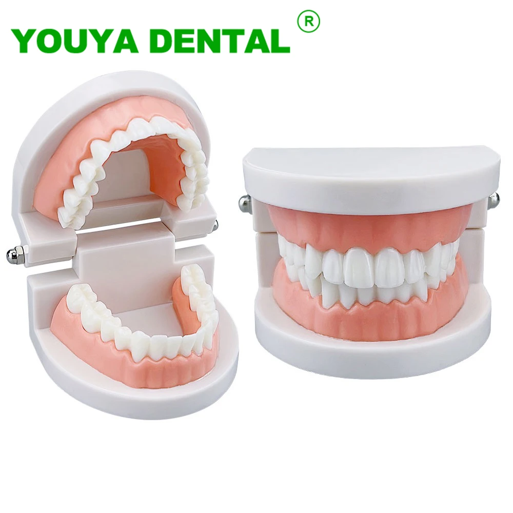 Dental Teeth Care Model With Toothbrush Brushing Teeth Teaching Study ...