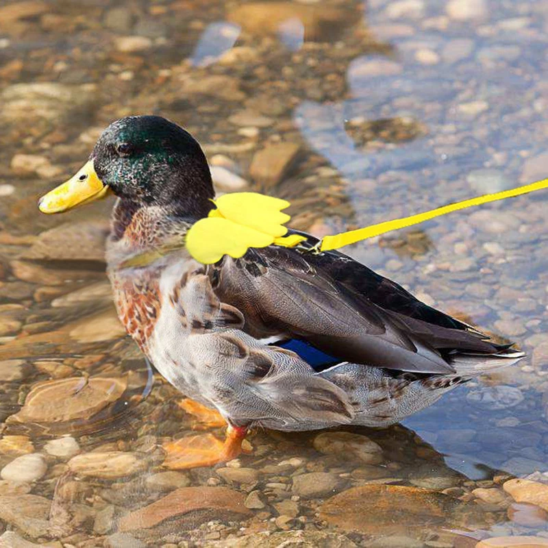 Cat and dog Adjustable Call Duck Harness Leash Rope For Duck Small ...