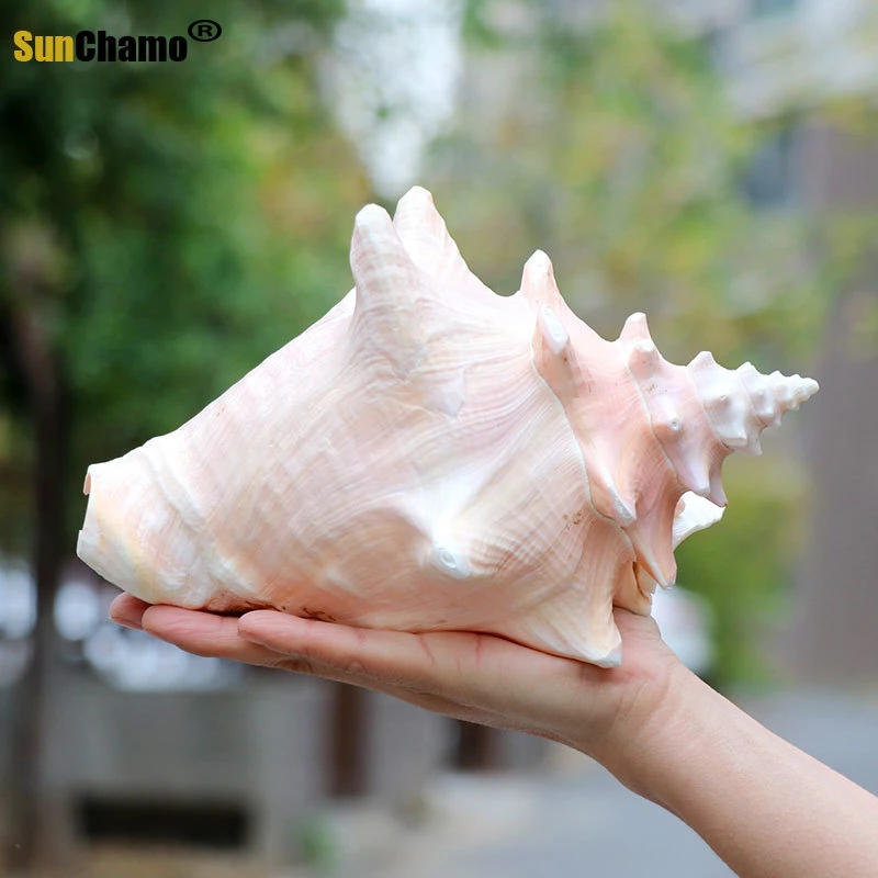 Natural Shell Large Conch Carmine Fish Tank Landscape Aquarium ...
