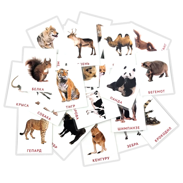 Russia Animals For Kids