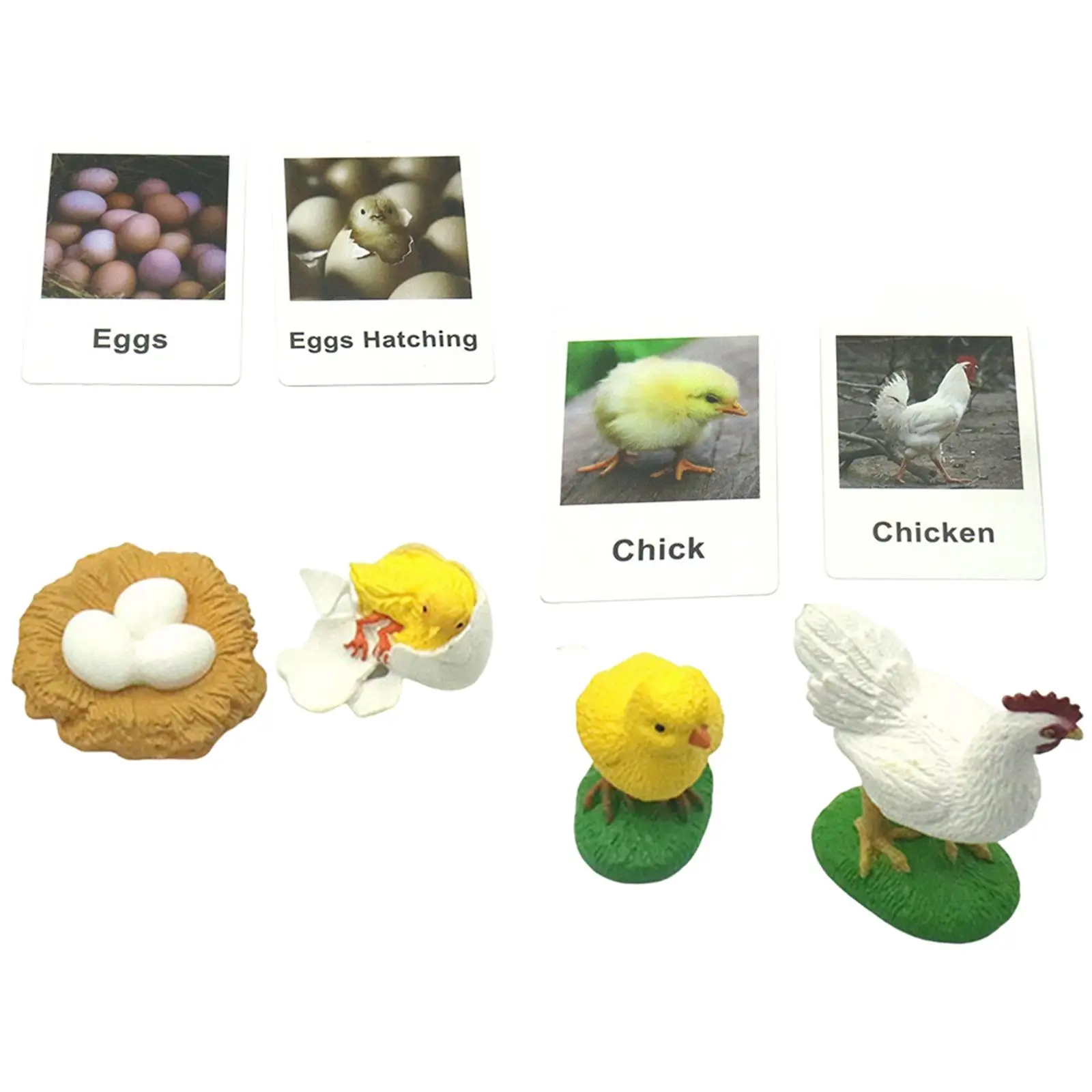 Teaching Life Cycles Chicken