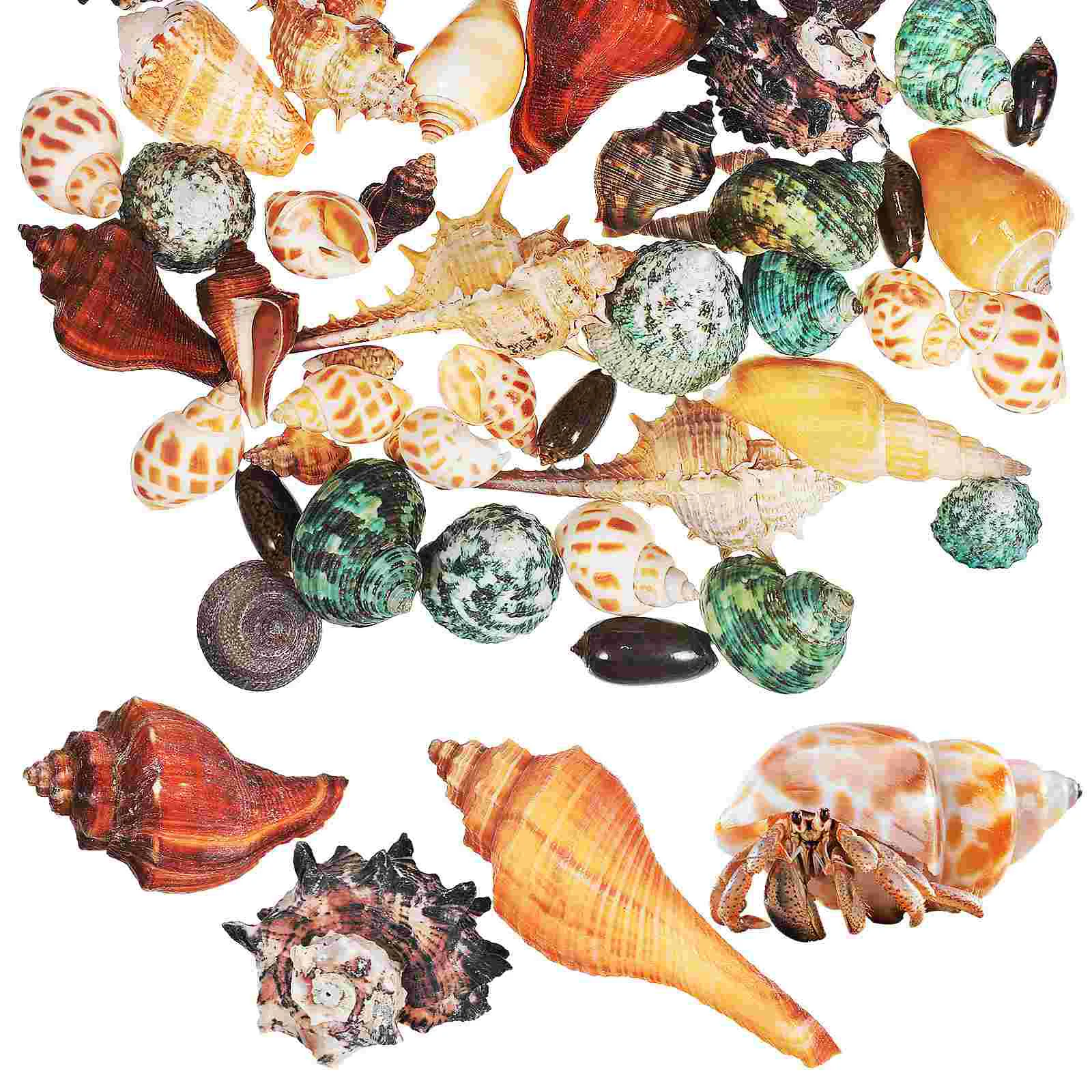 Natural-Shell-and-Conch-Combination-Hermit-Crab-Seashells-For-Crafting ...