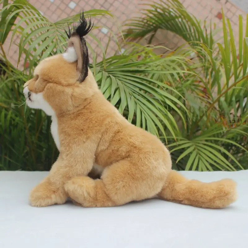 Baby African Golden Cat