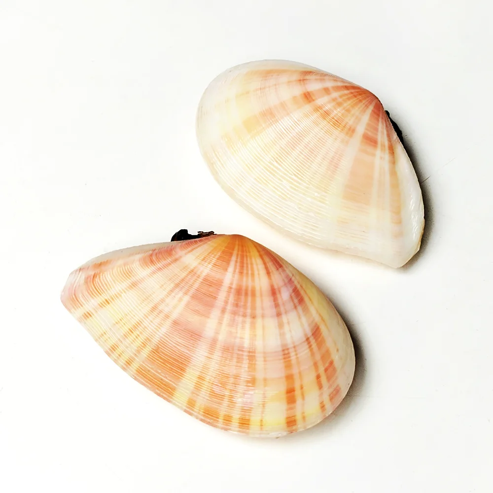 2-PC-Striped-Tellin-Shells-Real-Tellina-Virgata-Natural-Pink-Seashell ...