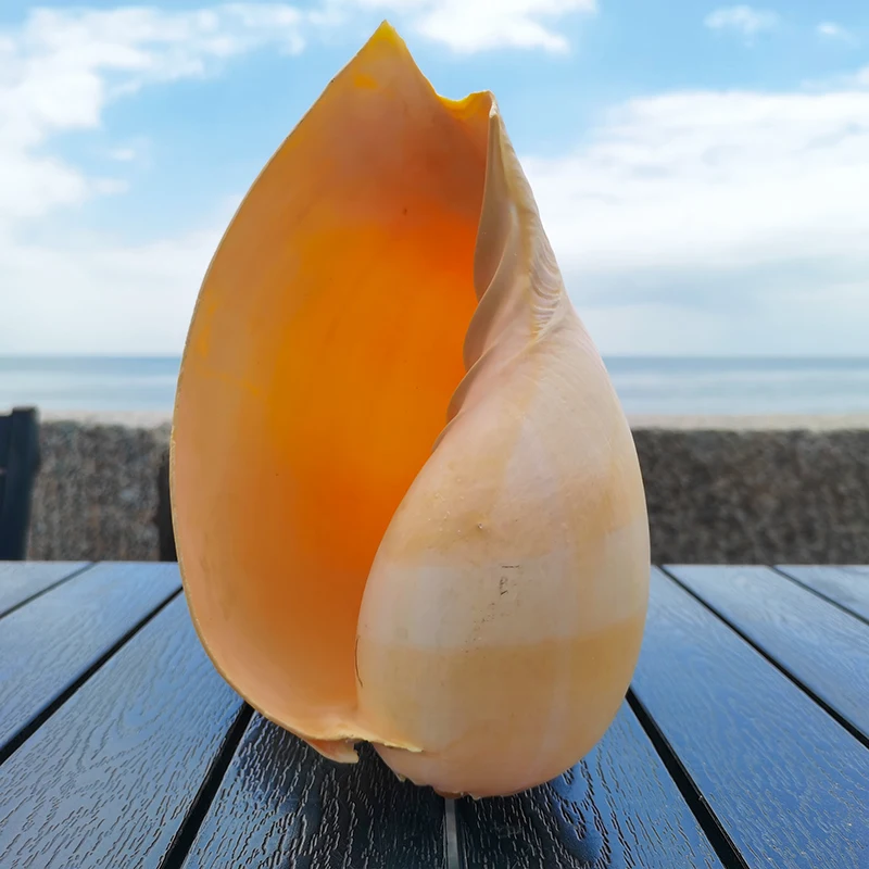 Big-Natural-Conch-Shell-Yellow-Scoop-Snail-Coconut-Snail.jpg