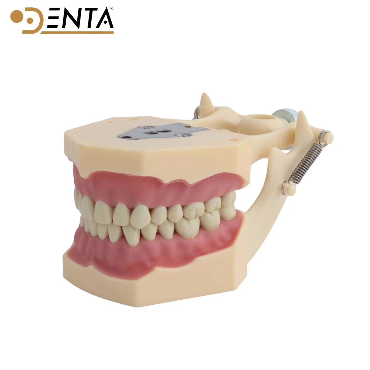 Standard dental model with jaw framework Dental Teeth Teaching Model ...