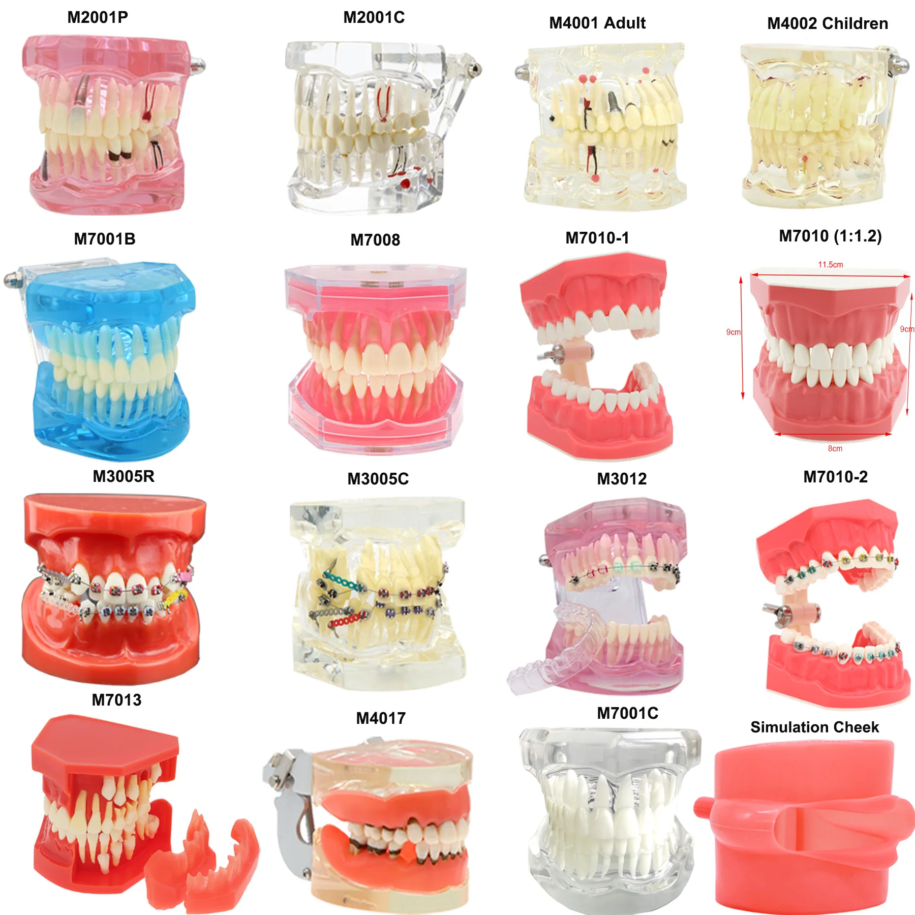 Modelli-di-insegnamento-del-modello-di-denti-dentali-di-pi-tipi-modello ...