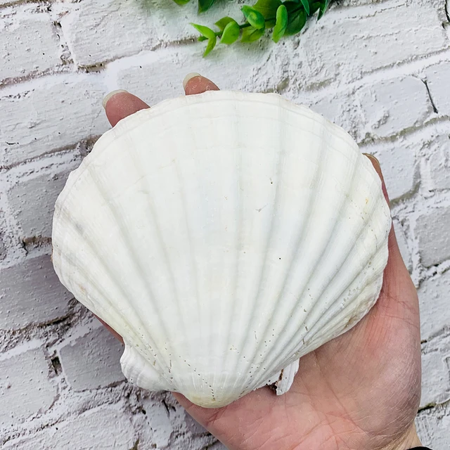 Scallop Clam Shell