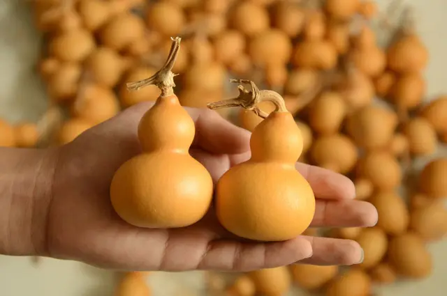 Drying Gourds For Crafts